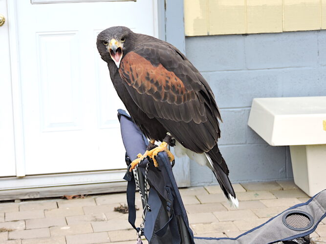 Falconry association unleashes the dogs | News, Sports, Jobs - The ...